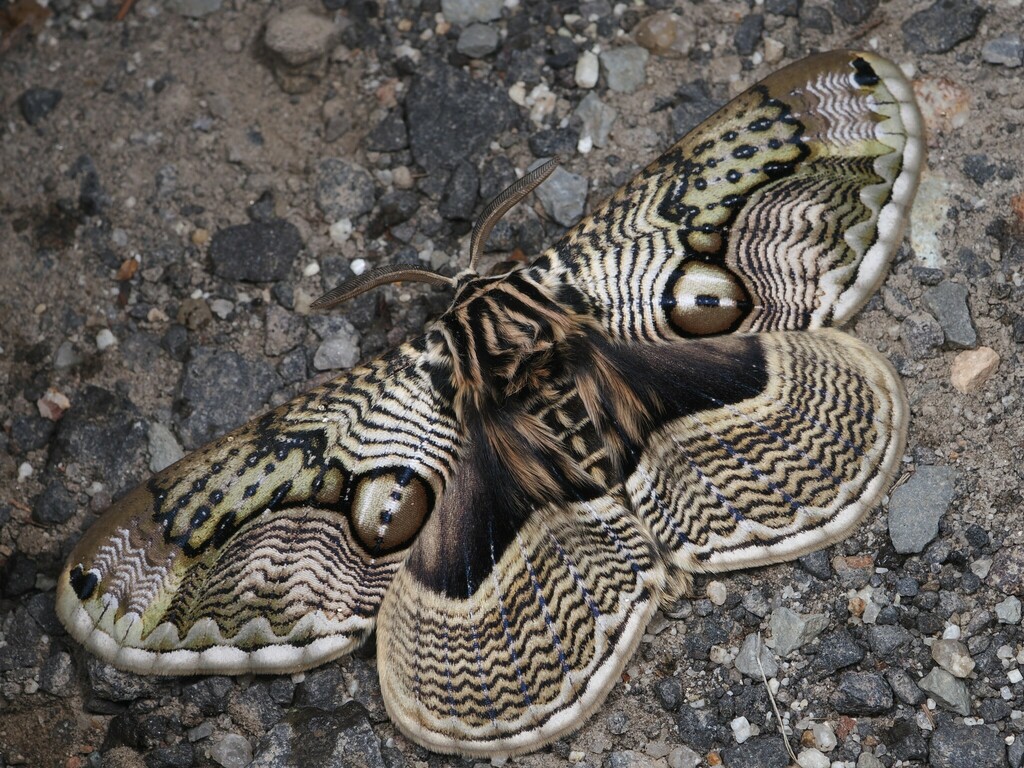 Japanese Owl Moth from 日本、〒960-2157 福島県福島市土湯温泉町 on May 13, 2023 at 10: ...