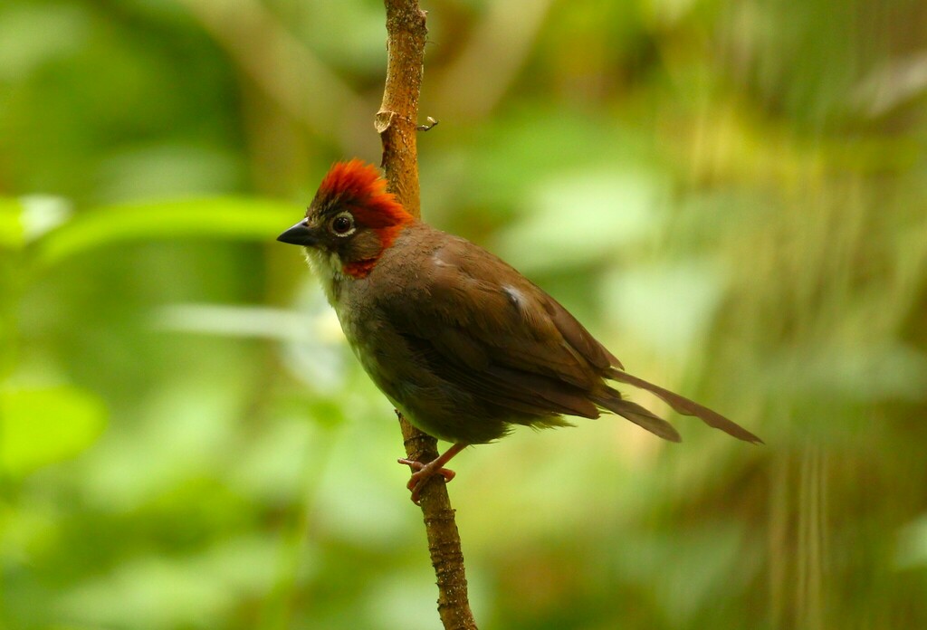 Rusty-crowned Ground-Sparrow from C. El Chaco 3200, Providencia, 44630 ...