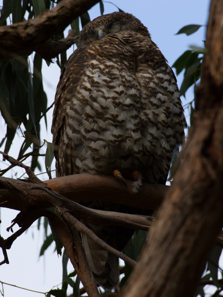 Powerful Owl in May 2018 by Scott Brierley · iNaturalist