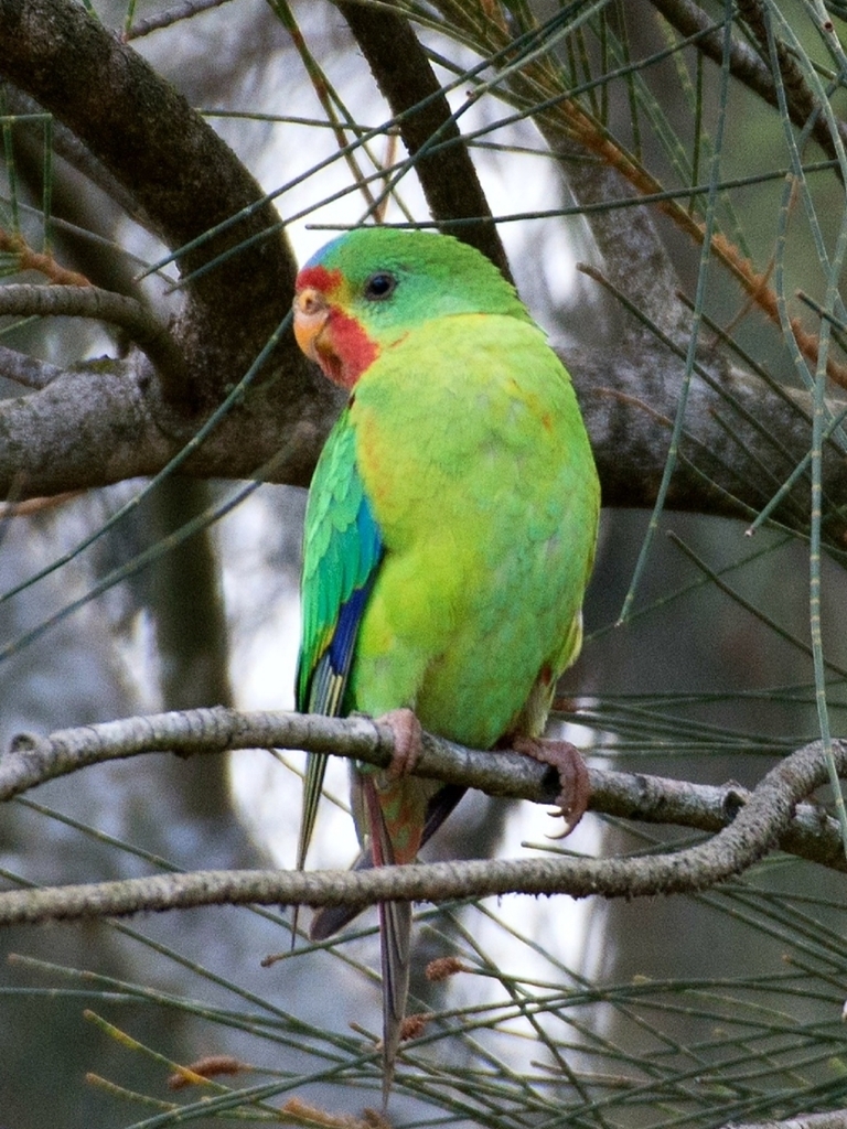 Swift Parrot from Mill Park VIC 3082, Australia on April 25, 2019 at 11 ...
