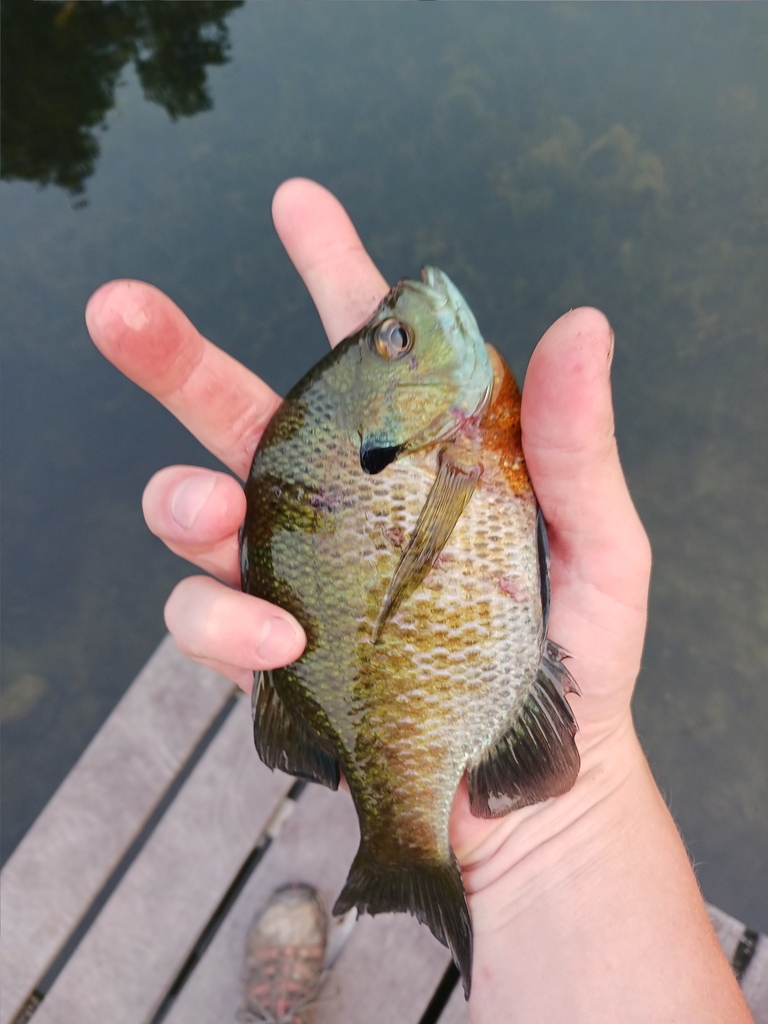 Northern Bluegill from Orwell, VT 05760, USA on July 17, 2023 at 07:02 ...
