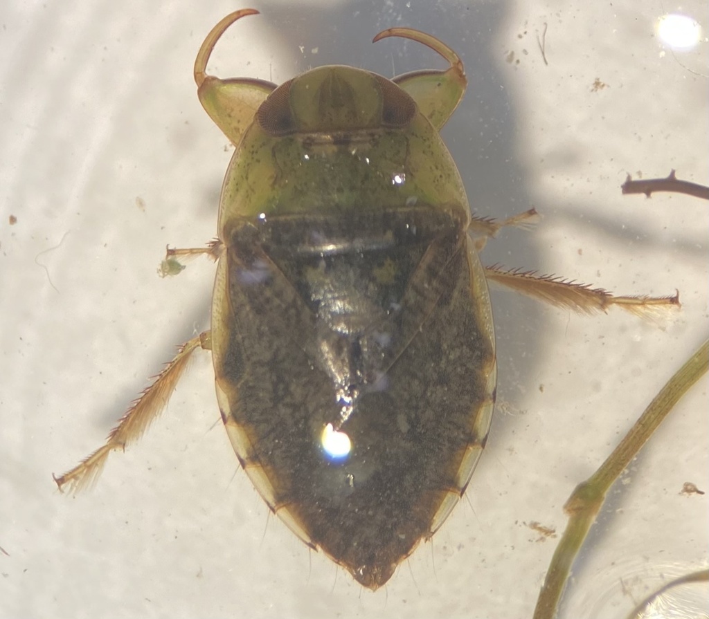 Pelocoris biimpressus from Goldthwaite, TX, US on October 21, 2023 at ...