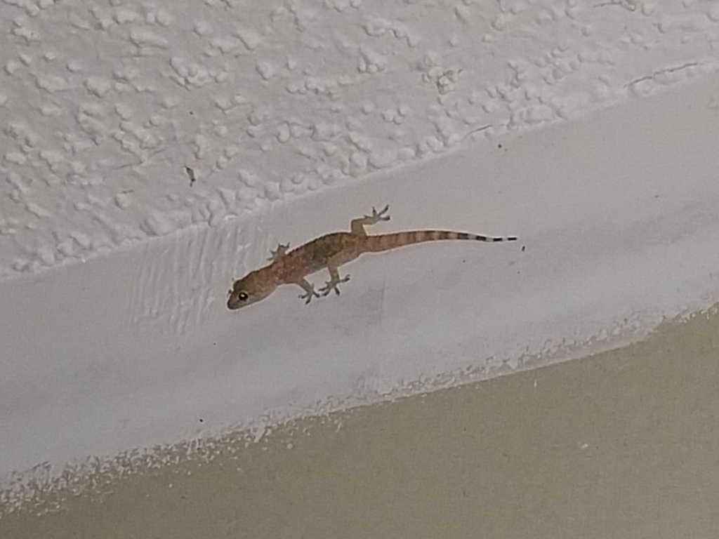Mediterranean House Gecko from Columbia, SC 29229, USA on October 27 ...