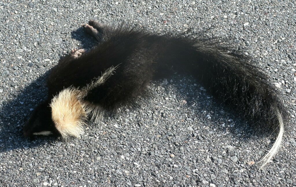 Striped Skunk from Suwannee County, FL, USA on October 27, 2023 at 10: ...