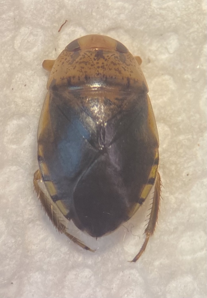 Pelocoris femoratus from Brazos Park East, Waco, TX, US on October 26 ...