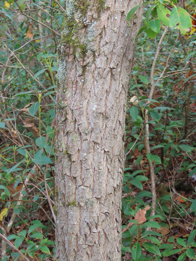 sassafras in October 2023 by Josh Emm · iNaturalist