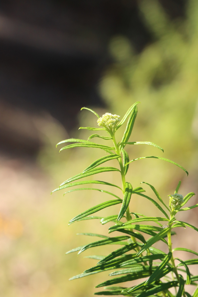 Shiny Cassinia from Blue Mountains Nat'l Park NSW 2787, Australia on ...