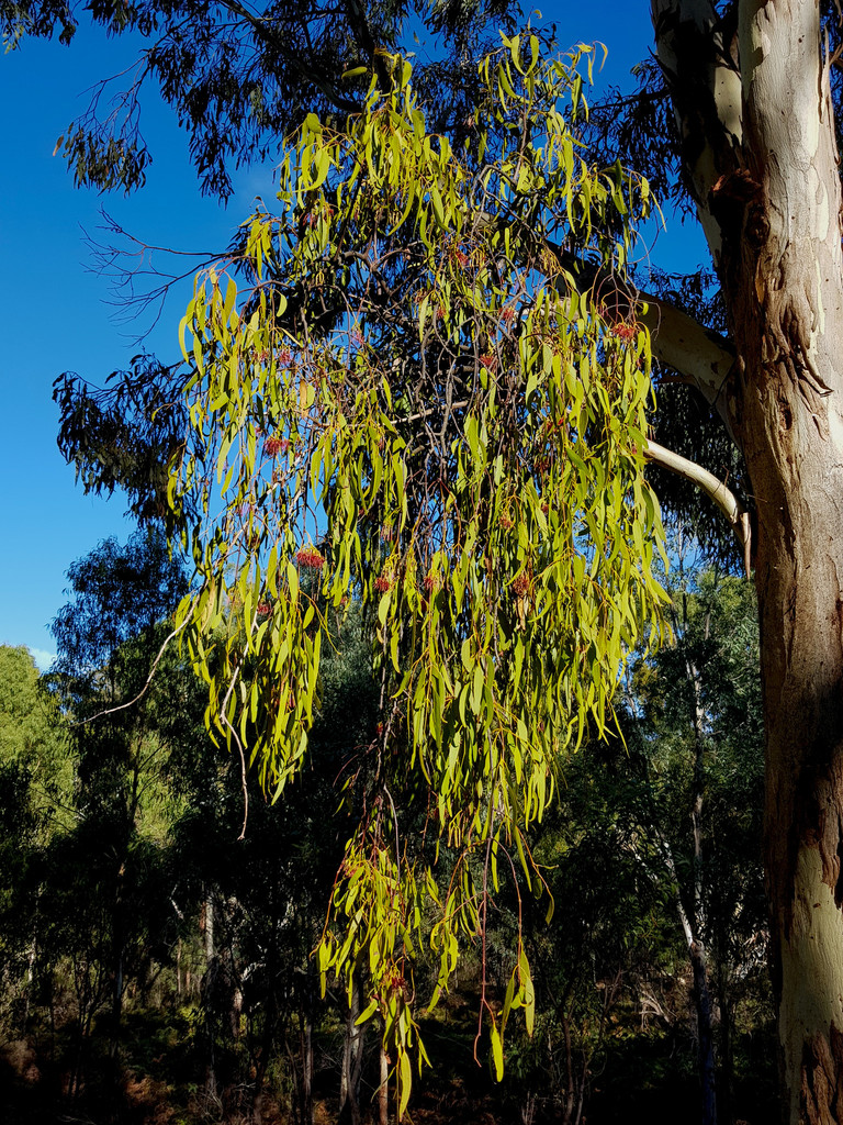 Box Mistletoe (Plants of Central Queensland) · iNaturalist
