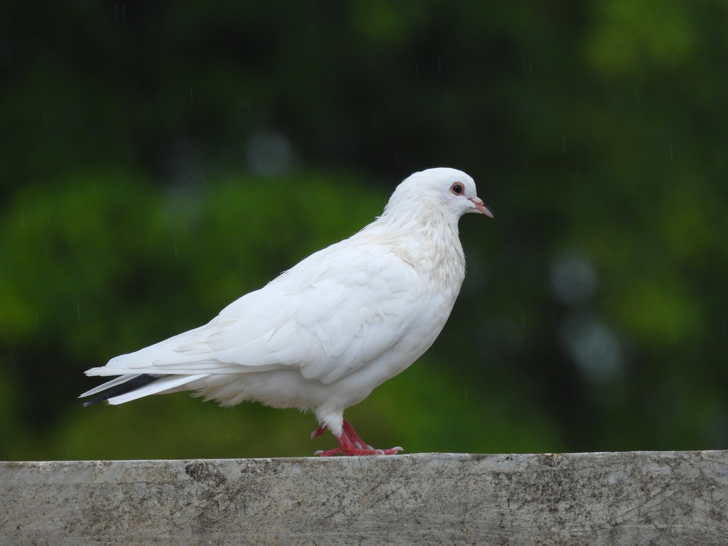 Feral Pigeon from Santurce, San Juan, Puerto Rico on October 27, 2023 ...