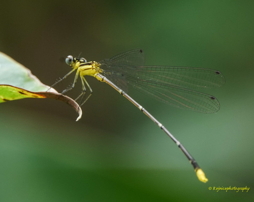 Coeliccia schmidti · iNaturalist