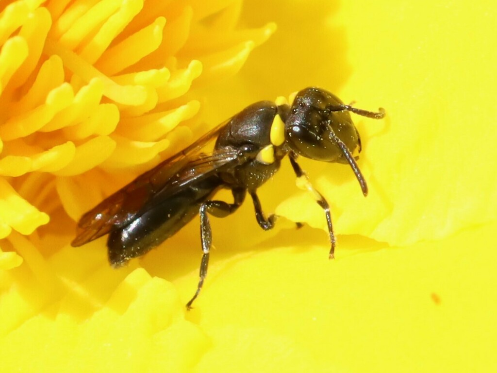 Hylaeus turgicollaris in September 2023 by Nature_Lover. Location ...
