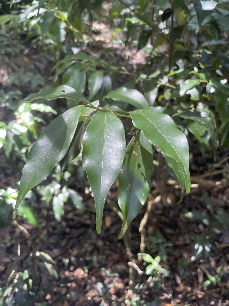 dicots from Coramba Nature Reserve, Coramba, NSW, AU by asteph ...