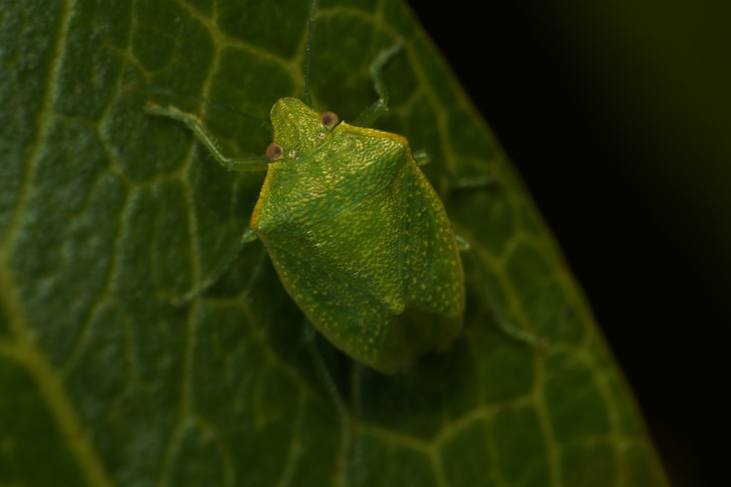 Loxa viridis from Fred C. Manillo Wildlife Trail, Big Pine Key, FL ...