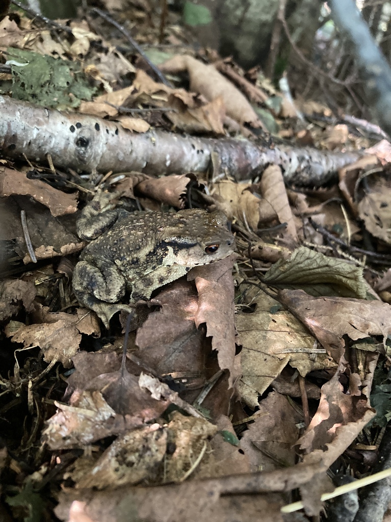 Sakhalin toad from Анивский р-н, Сахалинская обл., Россия on August 22 ...