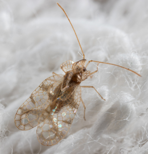 Stephanitis macaona · iNaturalist Ecuador