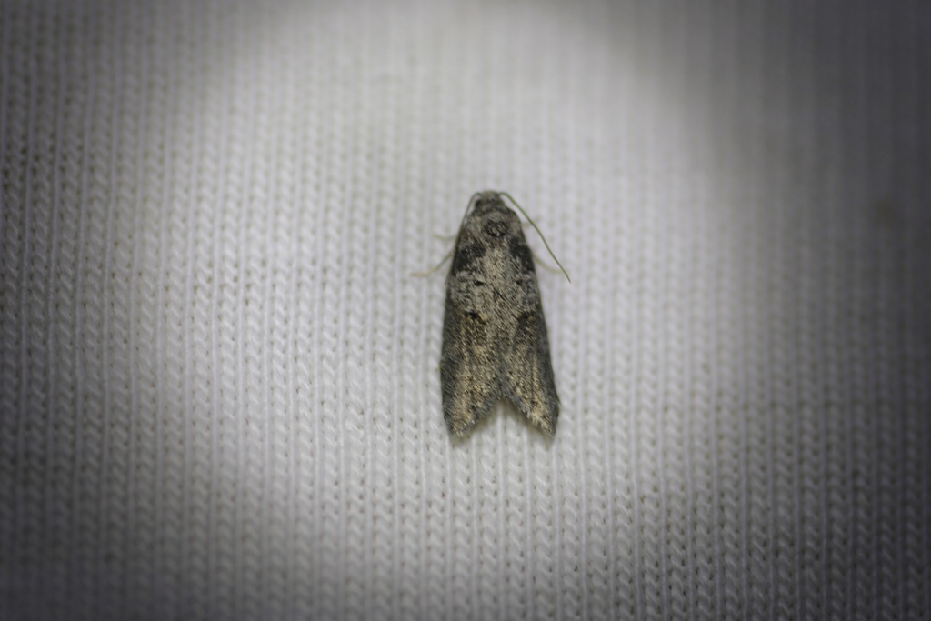 Gray-marked Tortricid from Fair Oaks, CA, USA on October 24, 2023 by ...