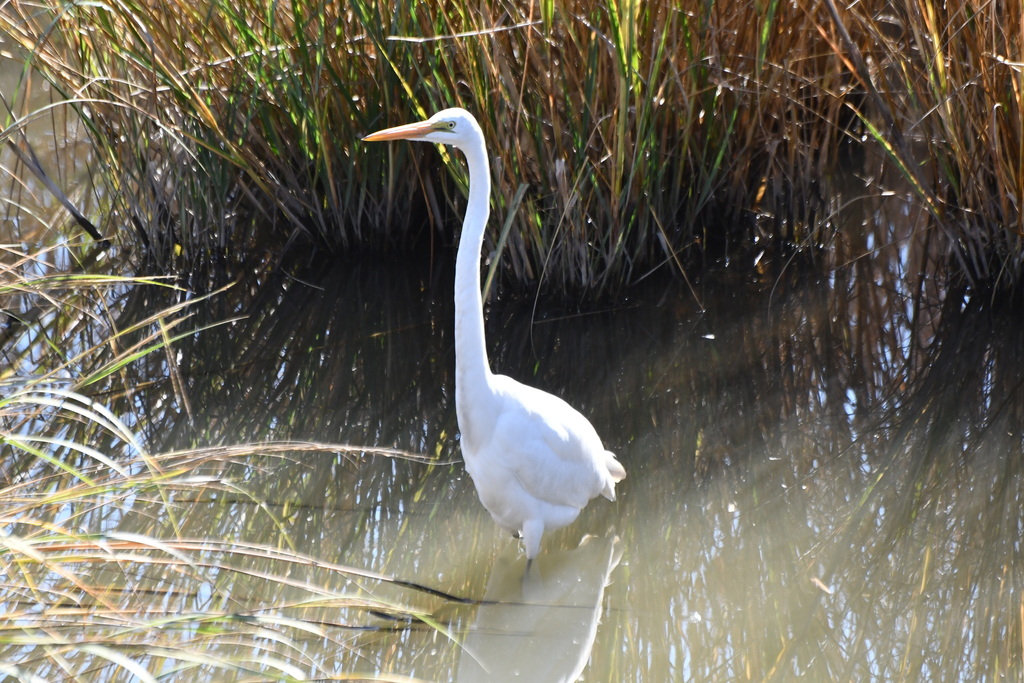 Great Egret from Kent County, DE, USA on October 24, 2023 at 01:59 PM ...