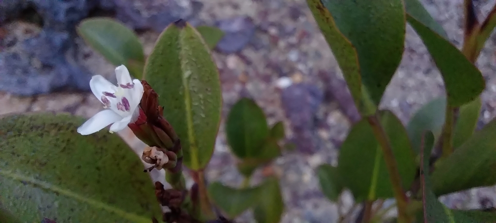 dicots from Milingimbi NT 0822, Australia on October 16, 2023 at 06:12 ...