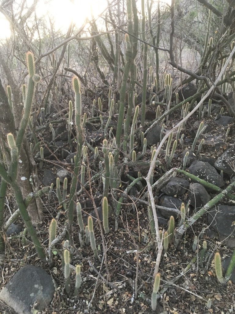 Serpent Cactus from Atenguillo, Jal., México on March 21, 2018 by Pablo ...