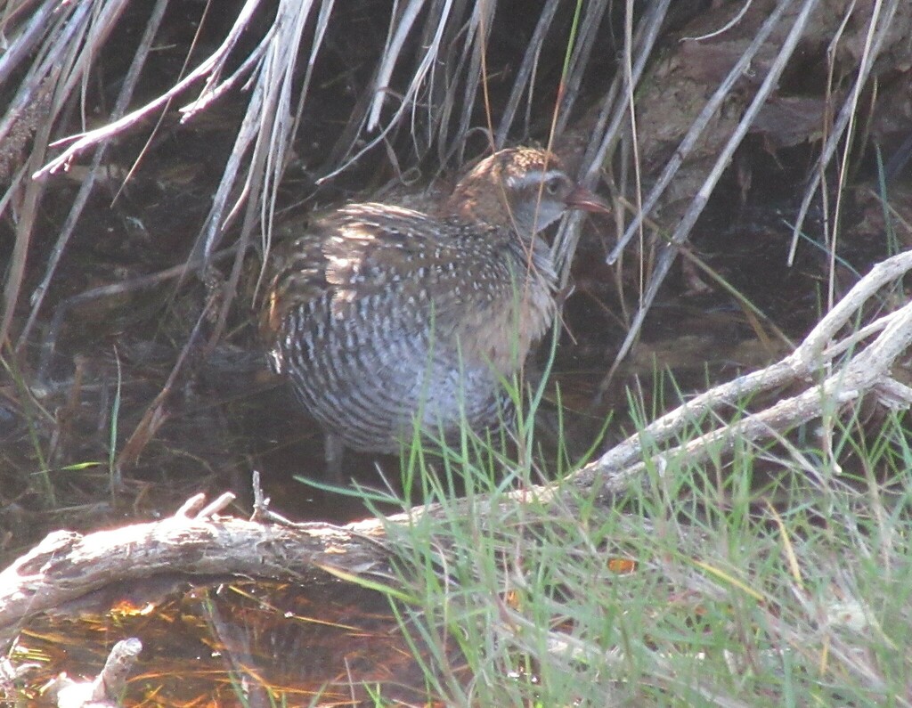 Buff-banded Rail from Manning Lake, Spearwood, Perth WA, Australia on ...