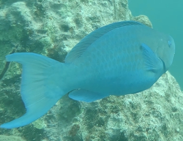 Blue Parrotfish from United States on April 20, 2023 by ...