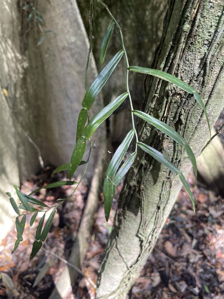 candle vine from Coramba Nature Reserve, Coramba, NSW, AU on October 28 ...
