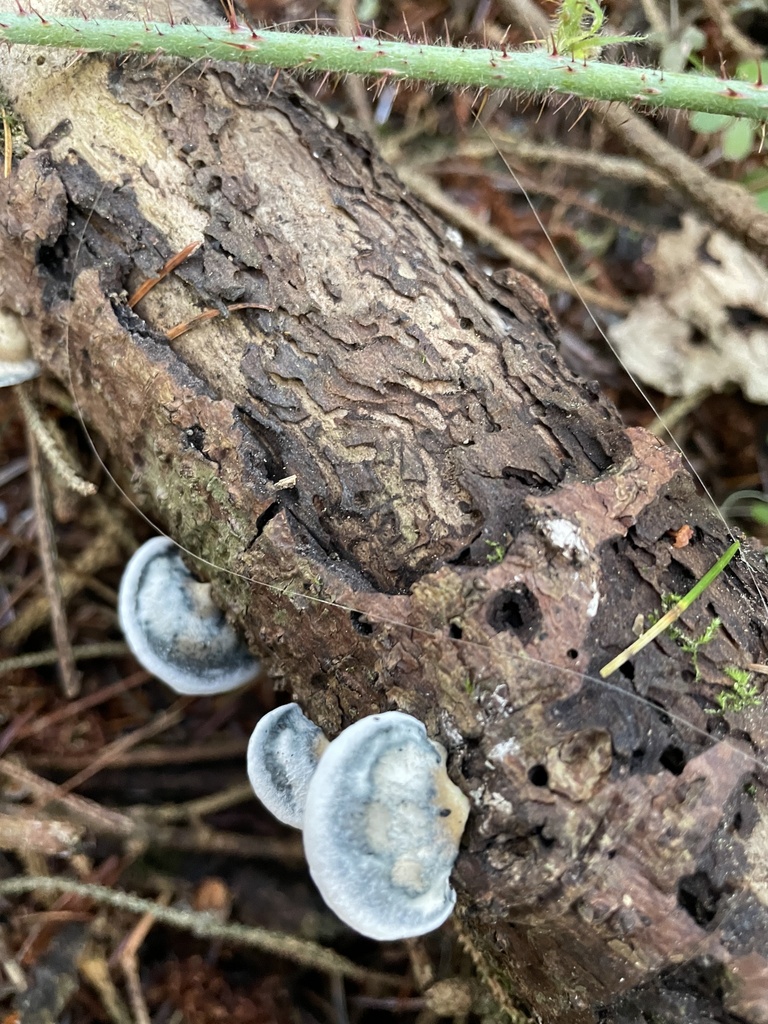 Blue Cheese Polypore from Ferndale, CA, US on October 24, 2023 at 01:57 ...