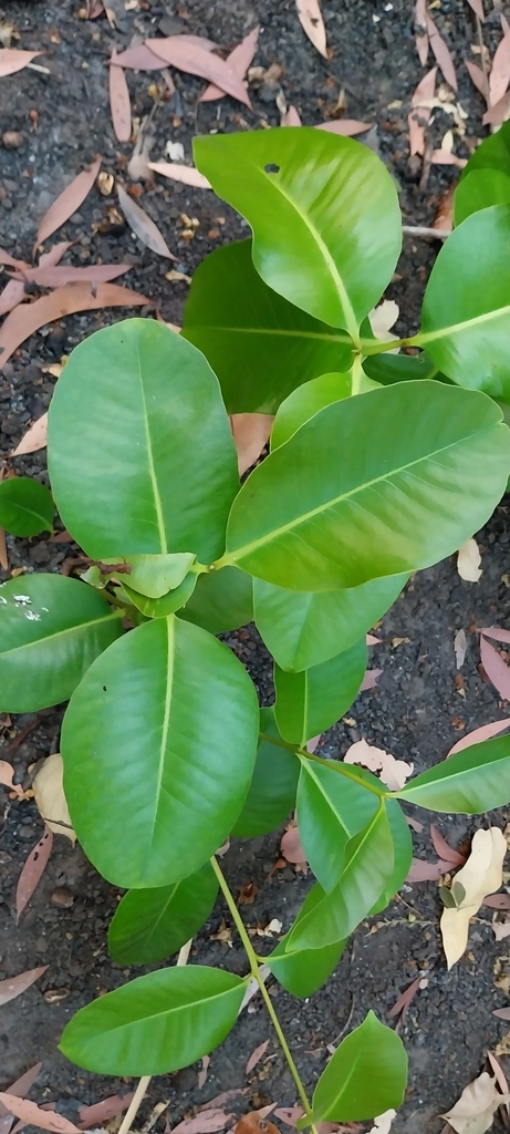 plants from Milingimbi NT 0822, Australia on October 20, 2023 at 06:05 ...