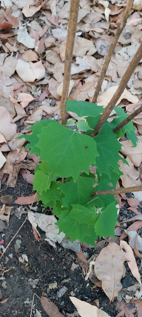 plants from Milingimbi NT 0822, Australia on October 20, 2023 at 06:06 ...