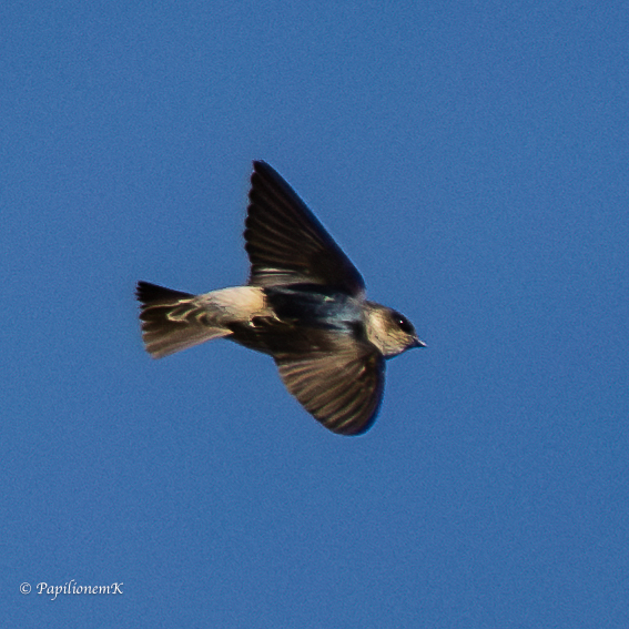 Tree Martin from Sydney NSW, Australia on December 25, 2018 at 01:45 PM ...