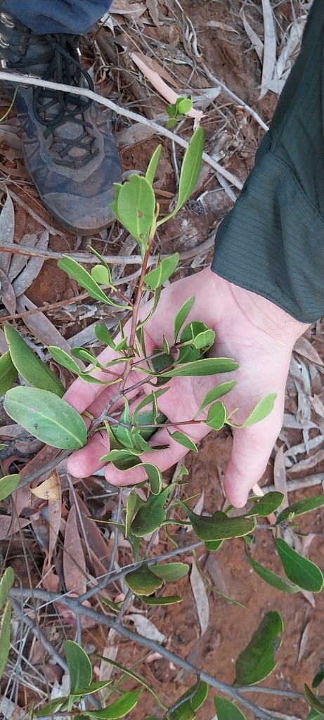 plants from Milingimbi NT 0822, Australia on October 20, 2023 at 06:13 ...