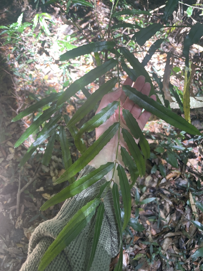 turnipwood from Coramba Nature Reserve, Coramba, NSW, AU on October 28 ...