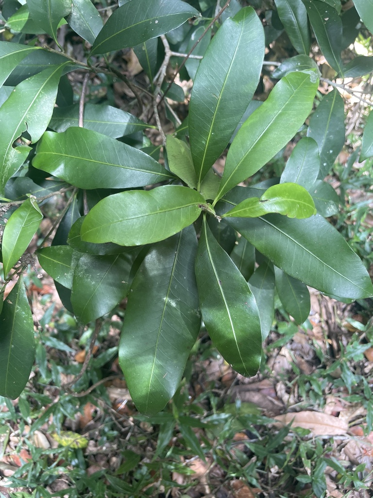 plants from Coramba Nature Reserve, Coramba, NSW, AU on October 28 ...