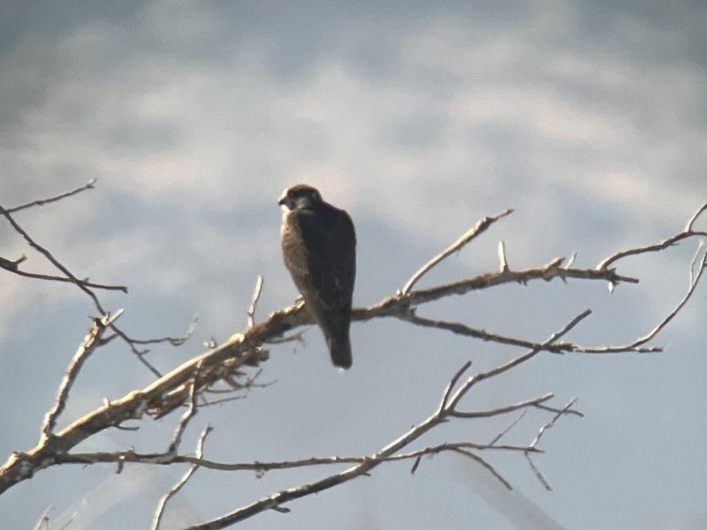 Prairie Falcon from West Phoenix, Phoenix, AZ, US on October 27, 2023 ...