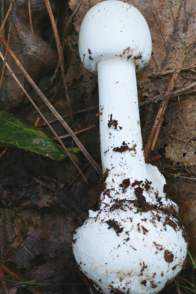Amanita Sect. Phalloideae from Pennsylvania, US on September 12, 2023 ...
