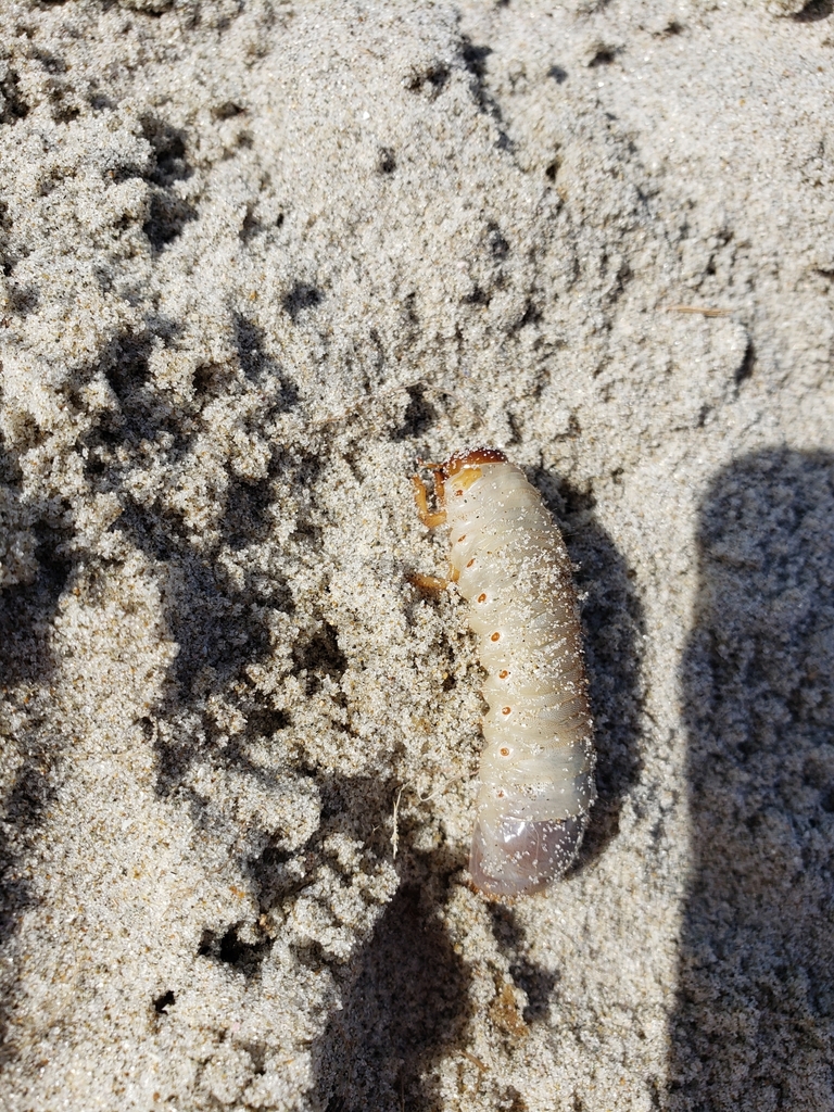 Large Sand Scarab from Pakiri, New Zealand on October 9, 2023 at 09:41 ...