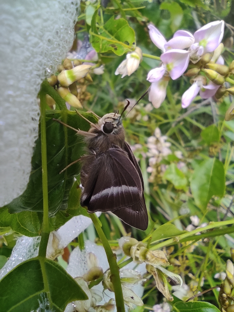 Common Banded Awl from Mount Coot-Tha QLD 4066, Australia on October 28 ...