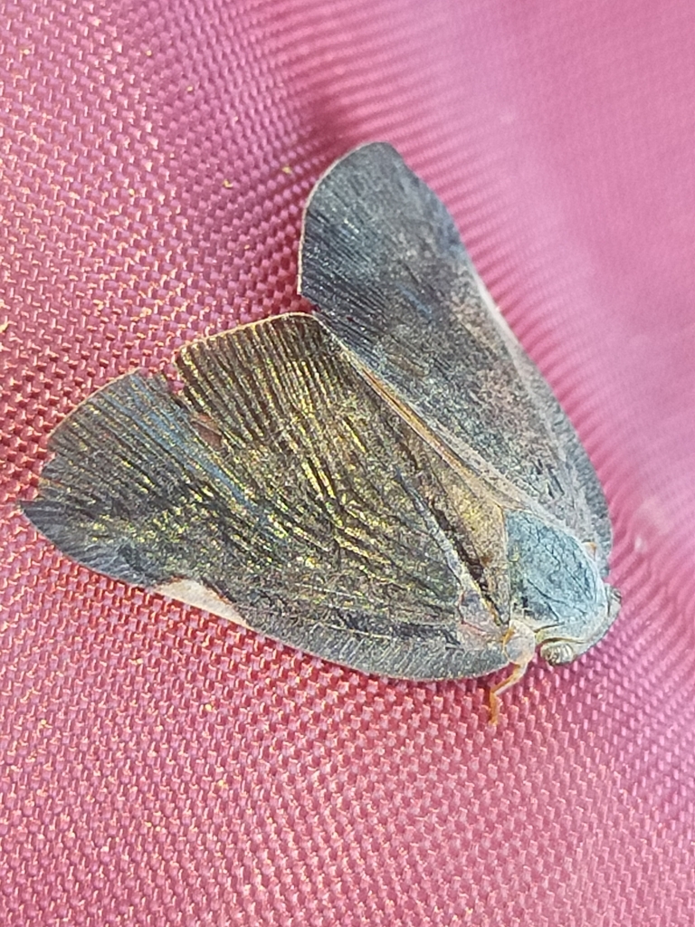Pochazia shantungensis from 日本 〒231-0016 on October 28, 2023 at 10:58 ...