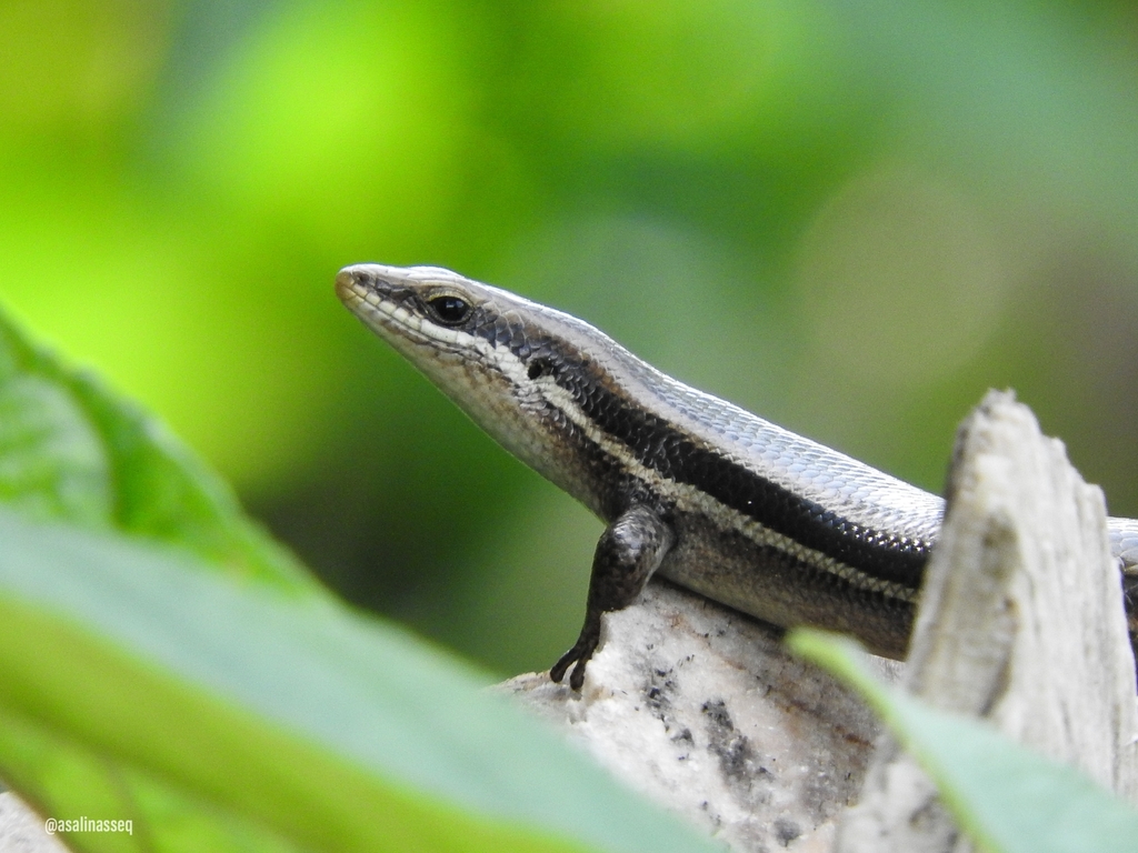 Guanacaste Skink from El Rama, Nicaragua on October 27, 2023 at 09:13 ...