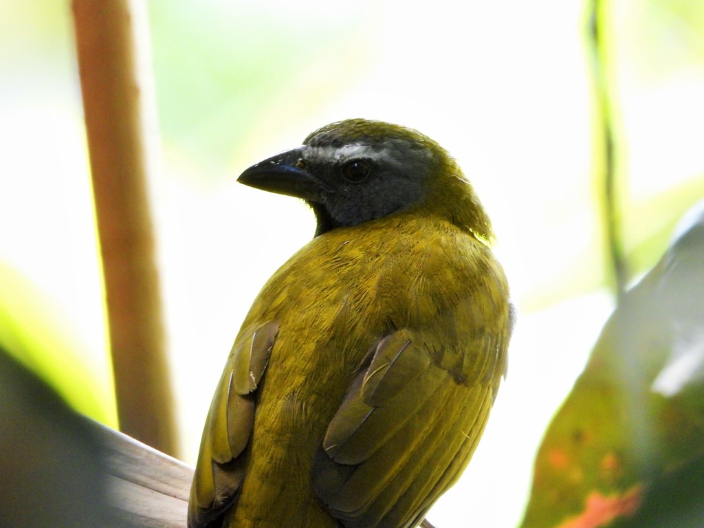 Typical Saltators (Saltator) - Avian Discovery
