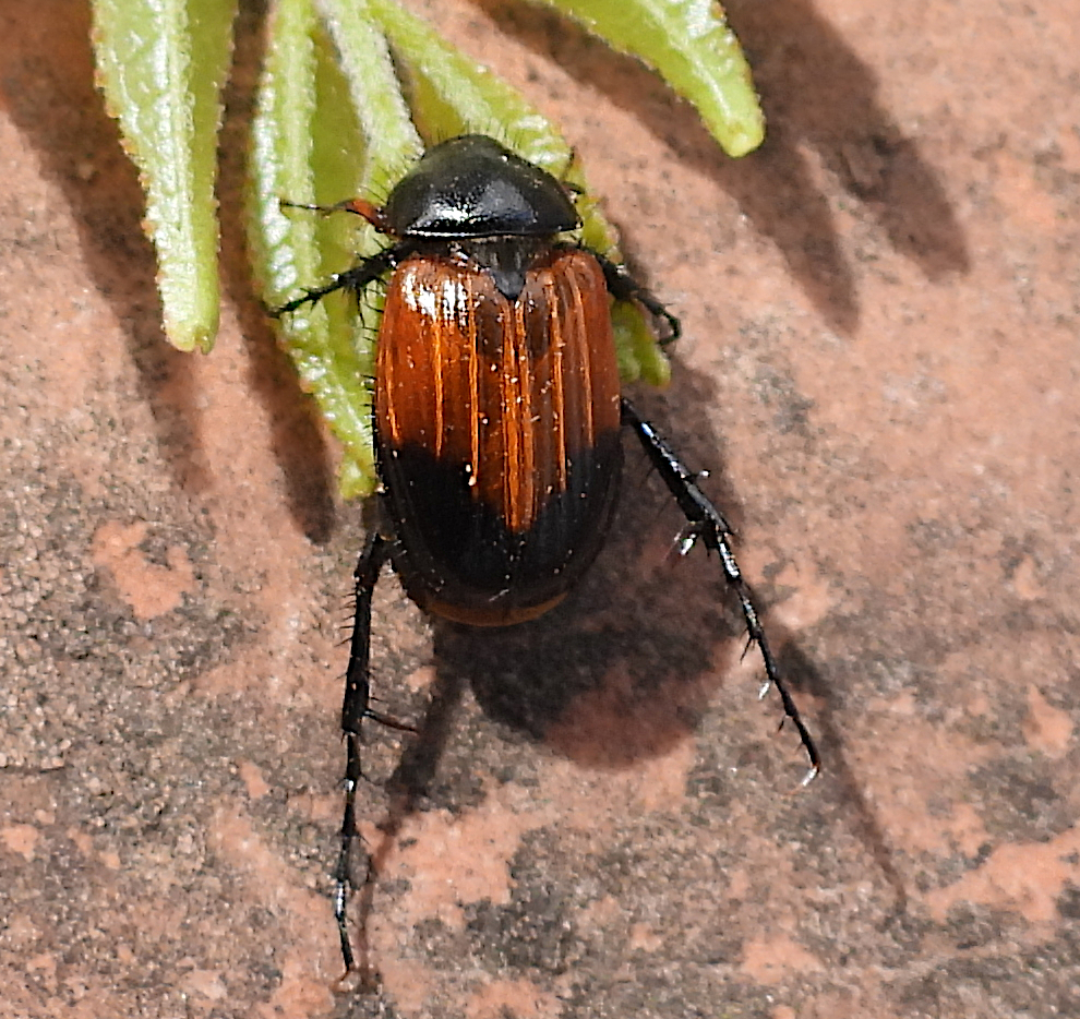 Phyllotocus macleayi in October 2023 by cirolana. Swarming after rain ...