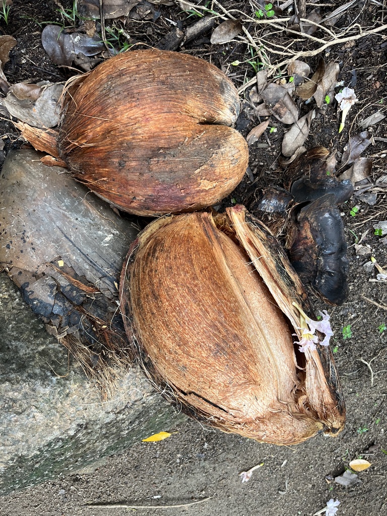 Sea Coconut in October 2023 by jasondewees. Coco de Mer at Le Ravin de ...