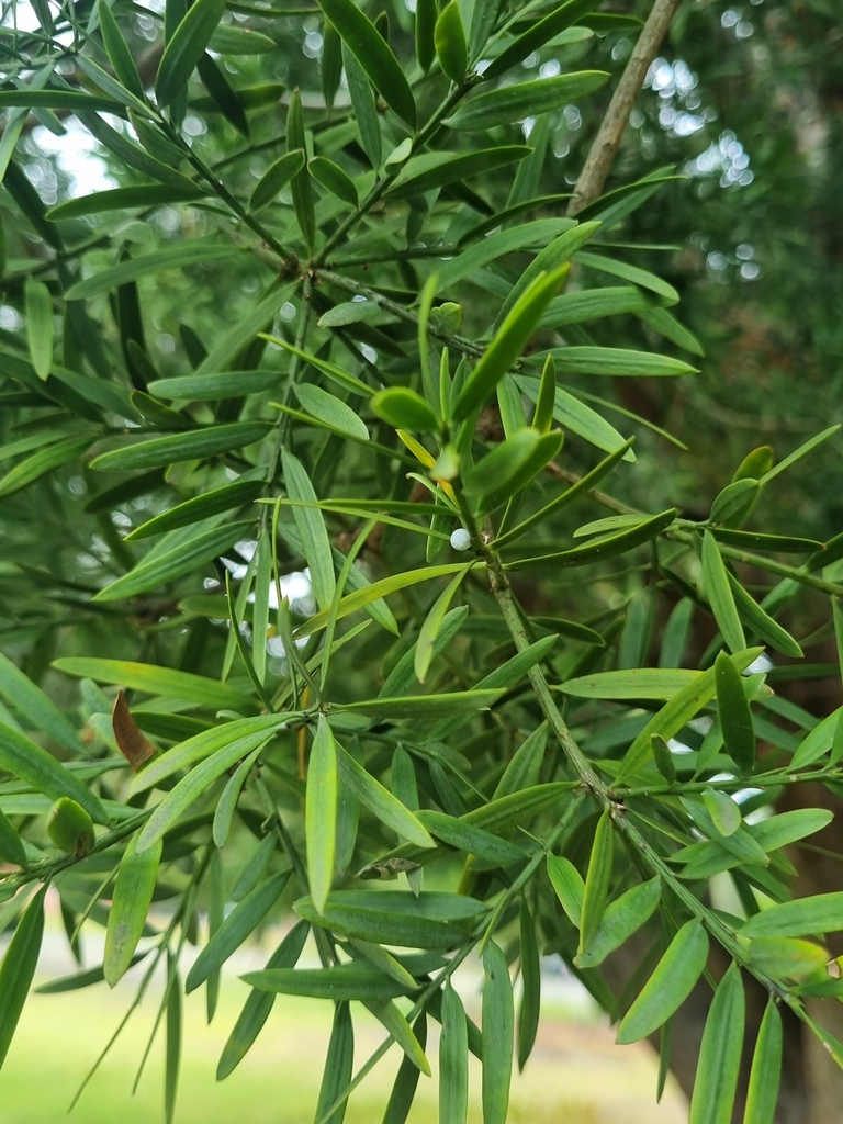 Podocarps from Mount Colah NSW 2079, Australia on October 28, 2023 at ...