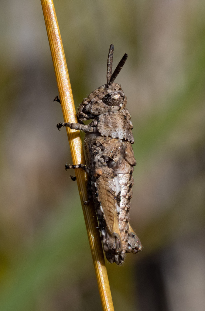 Cirphula pyrrhocnemis from Nadgee NSW 2551, Australia on September 16, 2022 at 01:31 PM by Paul ...