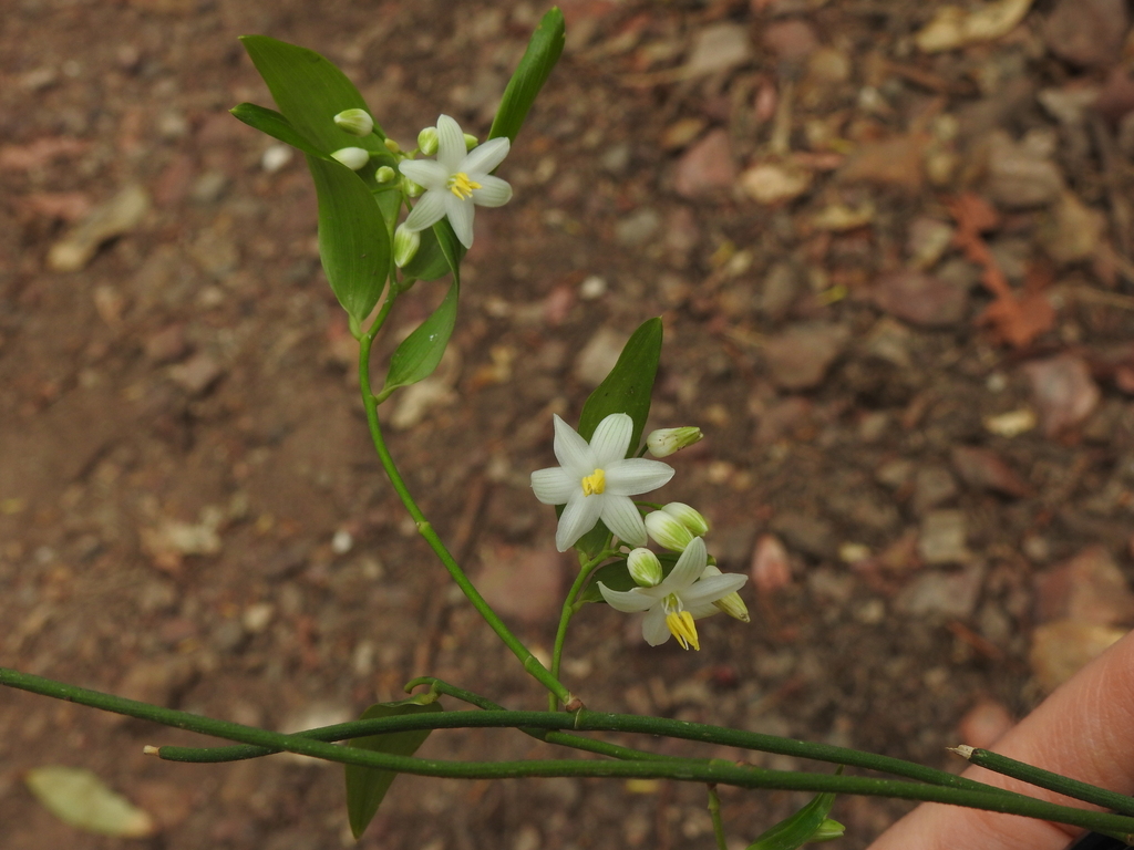 Climbing Lily from Brisbane QLD, Australia on October 28, 2023 at 12:01 ...
