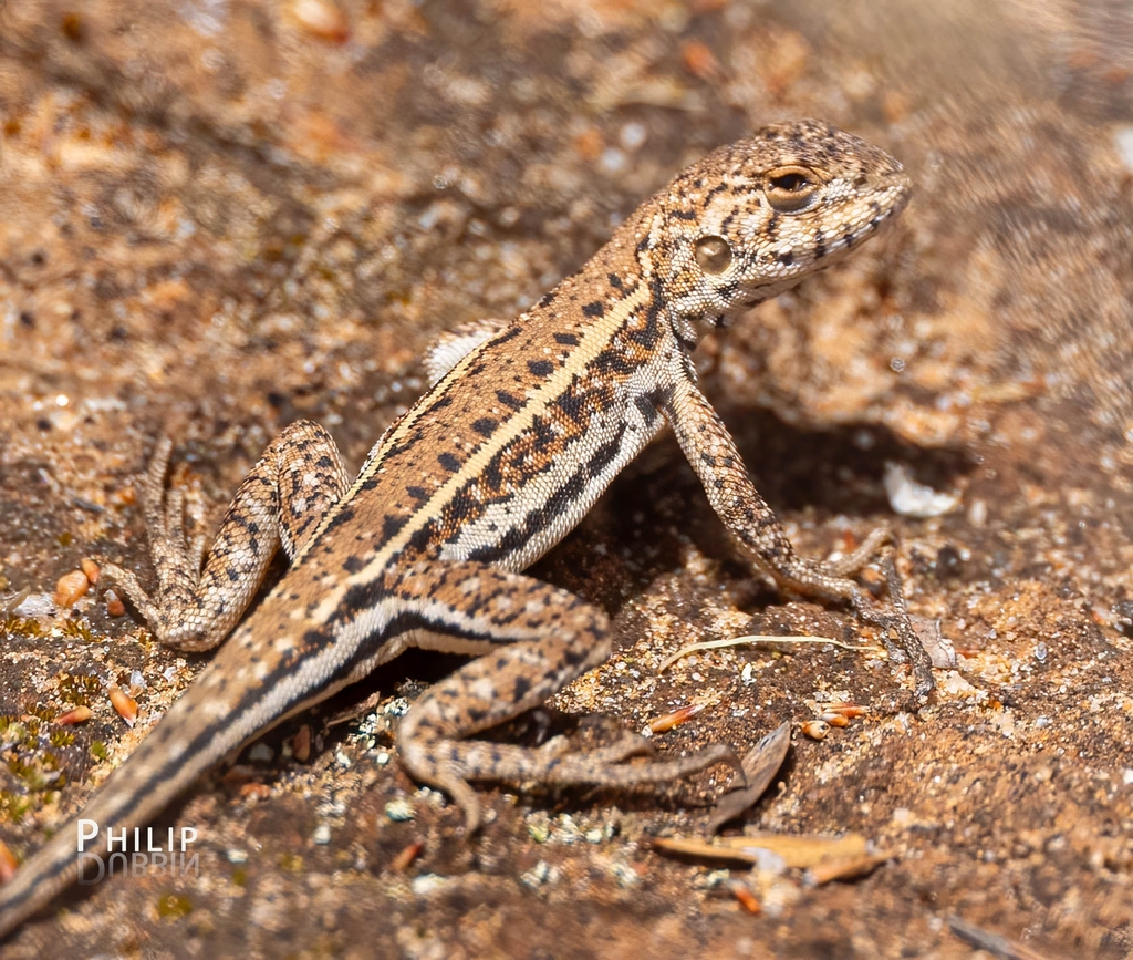 Southern Mallee Dragon from Hattah VIC 3501, Australia on October 6 ...