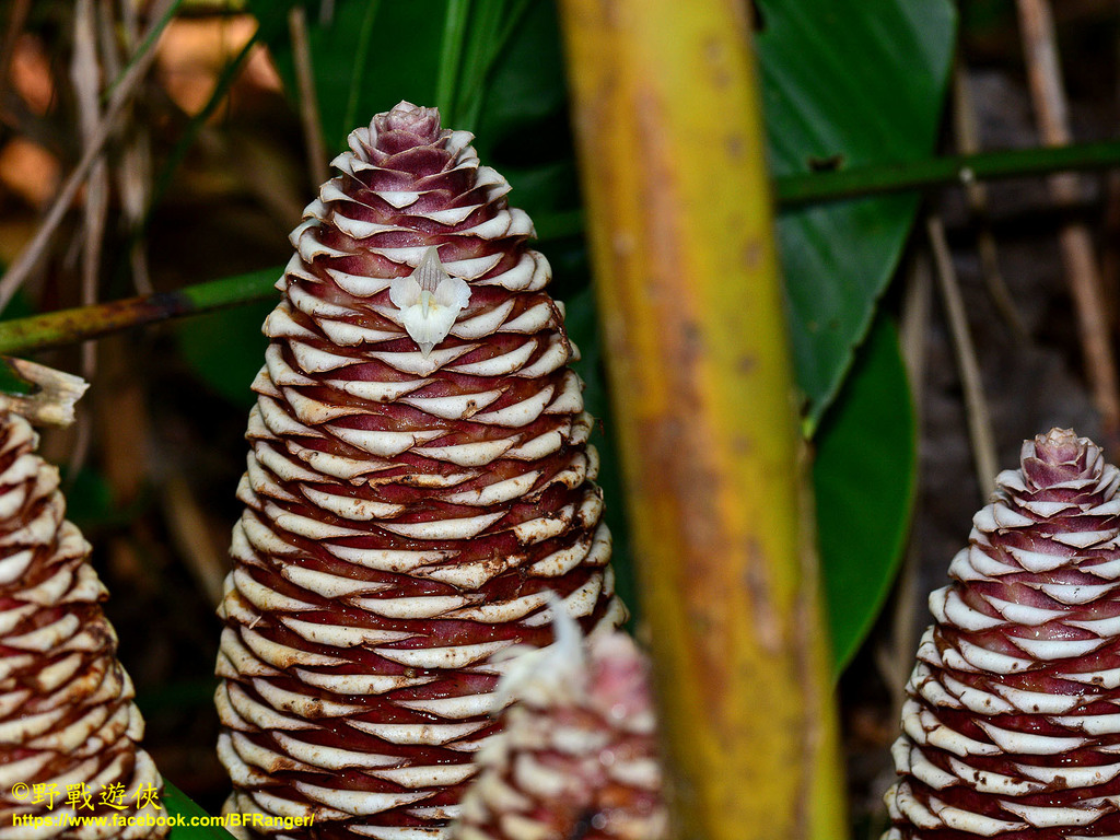 gingers, bananas, and allies (Zingiberales) - Botanical Realm