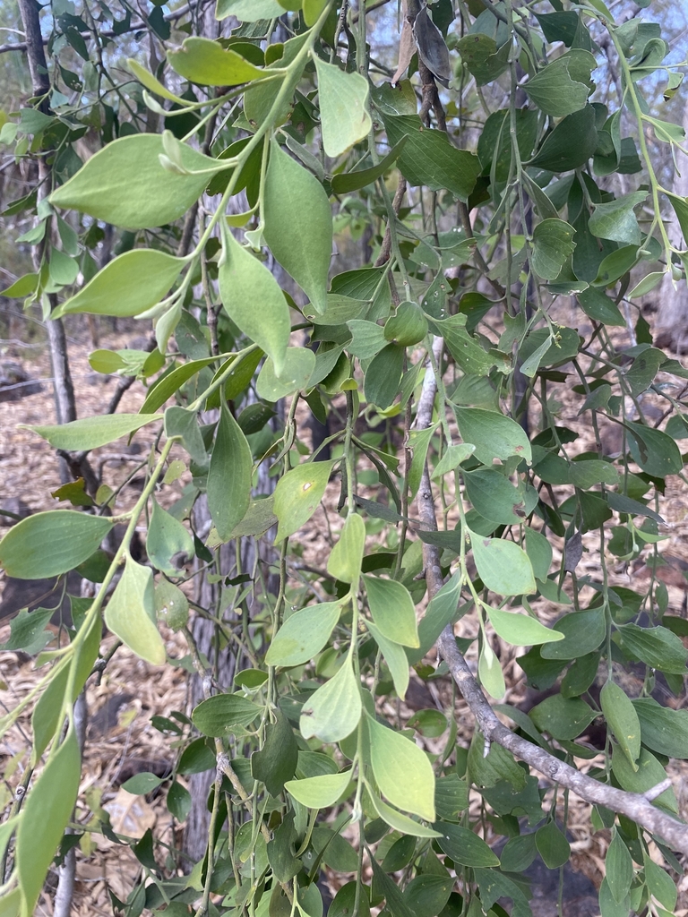 Broad Leaved Native Cherry from Litchfield Park NT 0822, Australia on ...