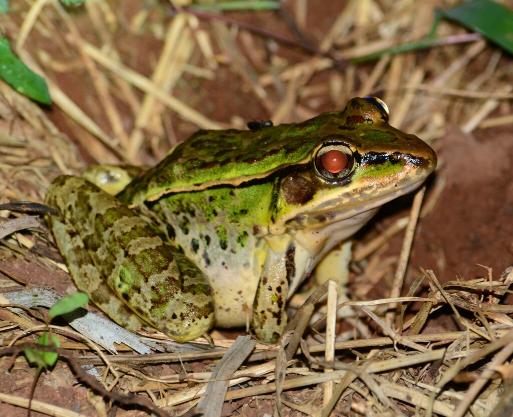 Browns' Leopard Frog from El Rama, Nicaragua on October 27, 2023 at 07: ...