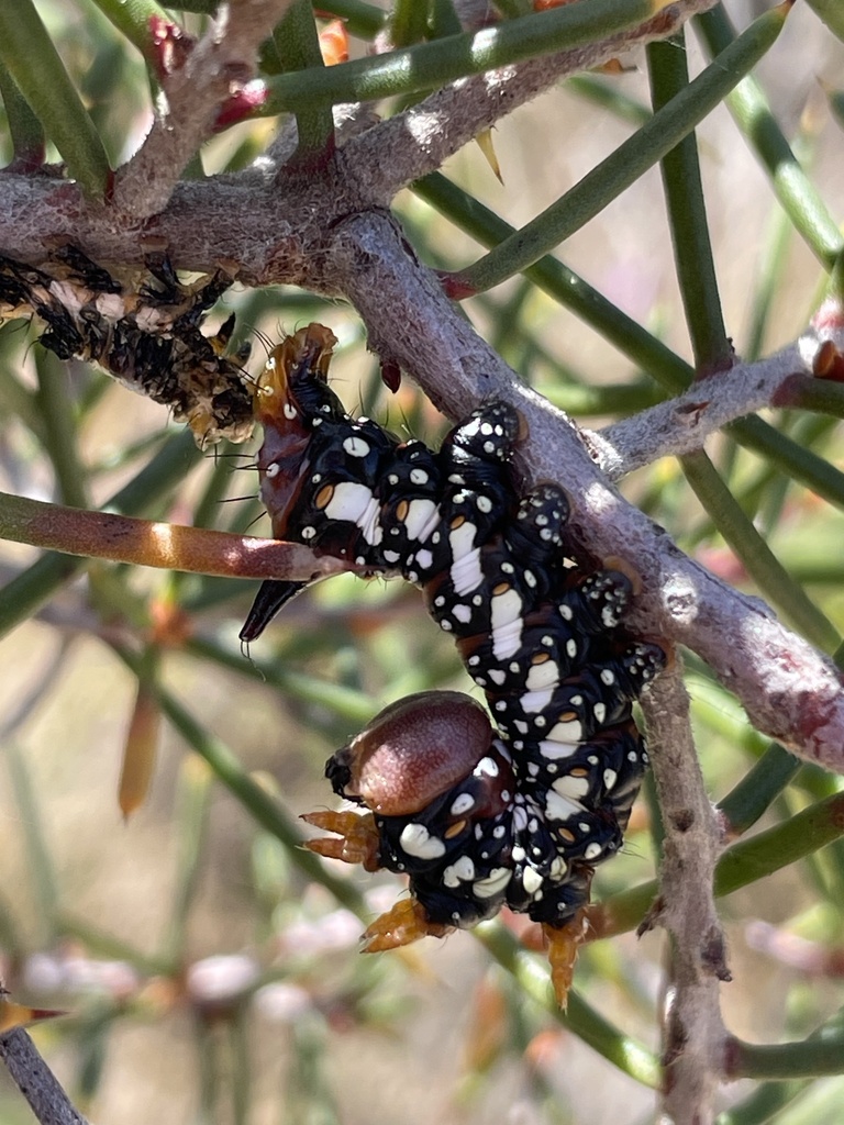 Banksia Moth from Beowa National Park, Eden, NSW, AU on October 28 ...
